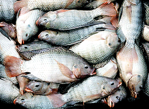 Oyo fish farmers urge FG to create silos for feeds - Vanguard News